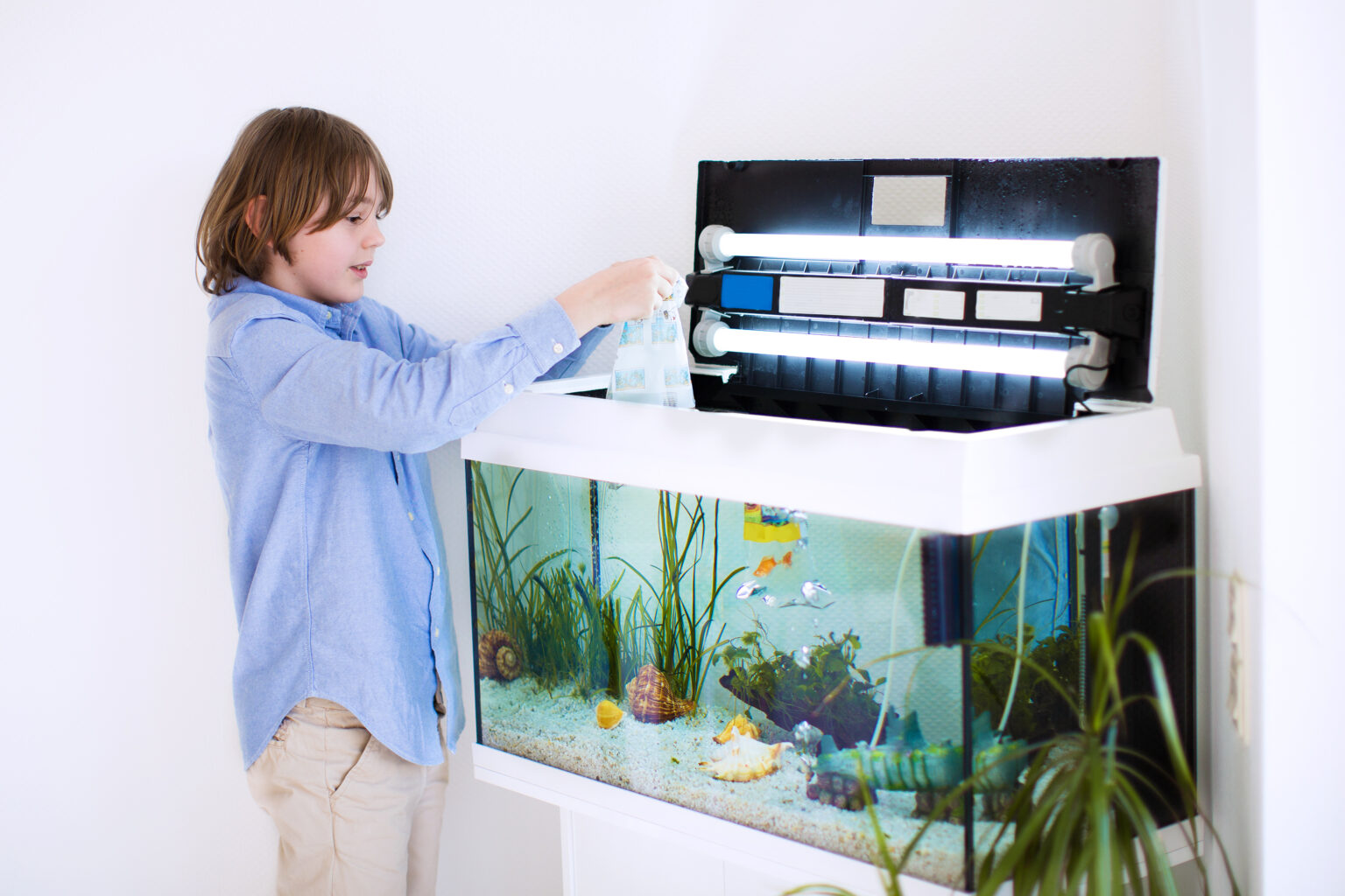 Aquarium 101: 6-Step Beginners Guide to Setting Up Your First ...