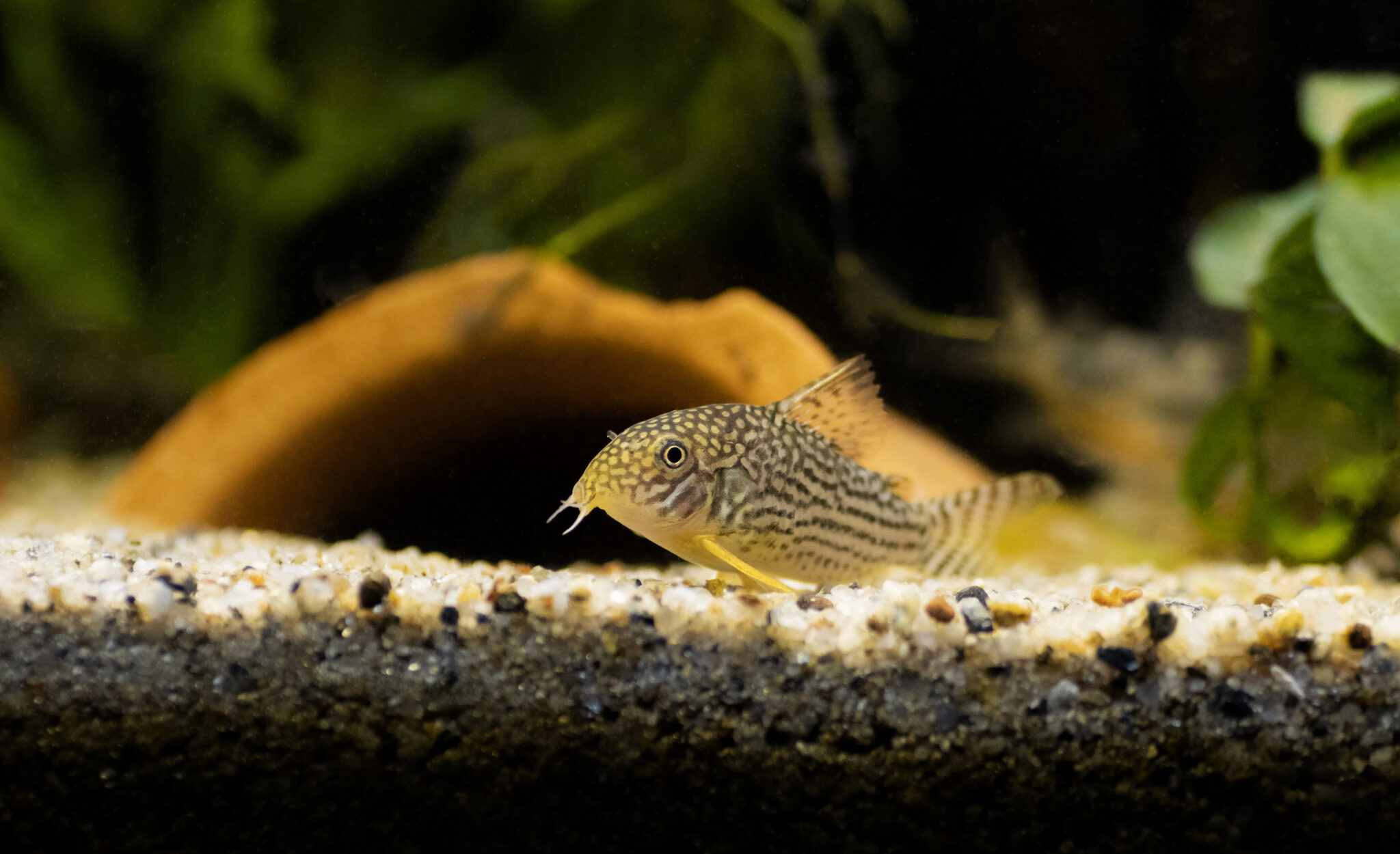 10 Low Maintenance Fish: The Easiest Fish to Care for in Your Aquarium ...