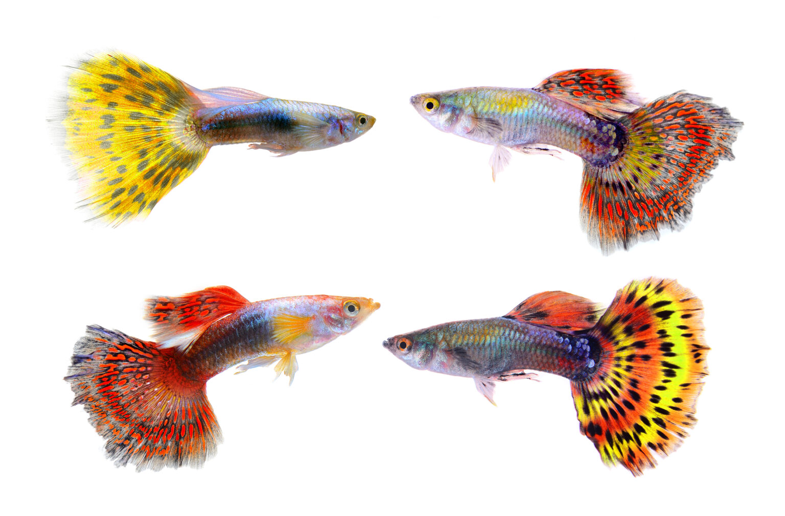 10 Low Maintenance Fish: The Easiest Fish to Care for in Your Aquarium ...