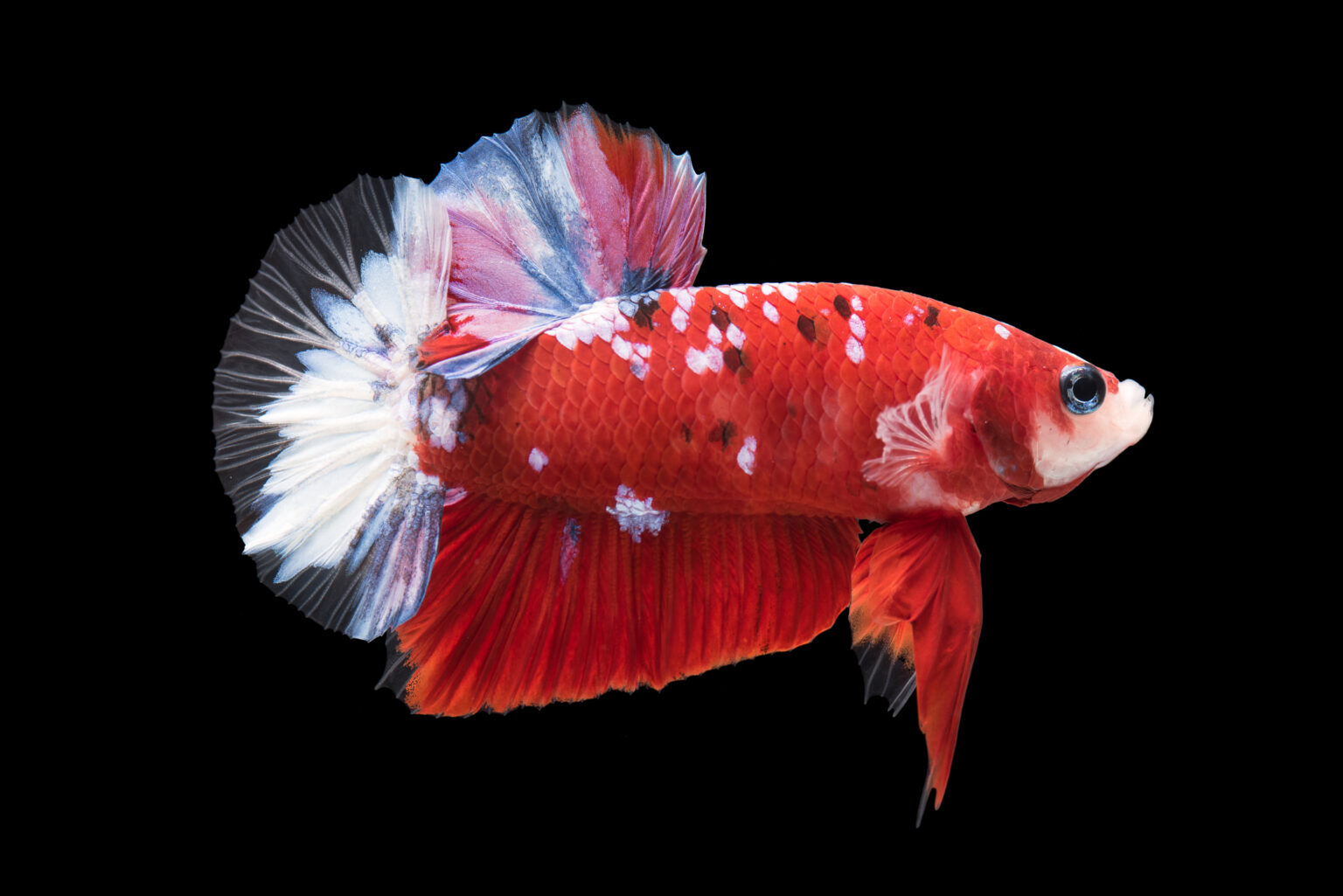 10 Low Maintenance Fish: The Easiest Fish to Care for in Your Aquarium ...