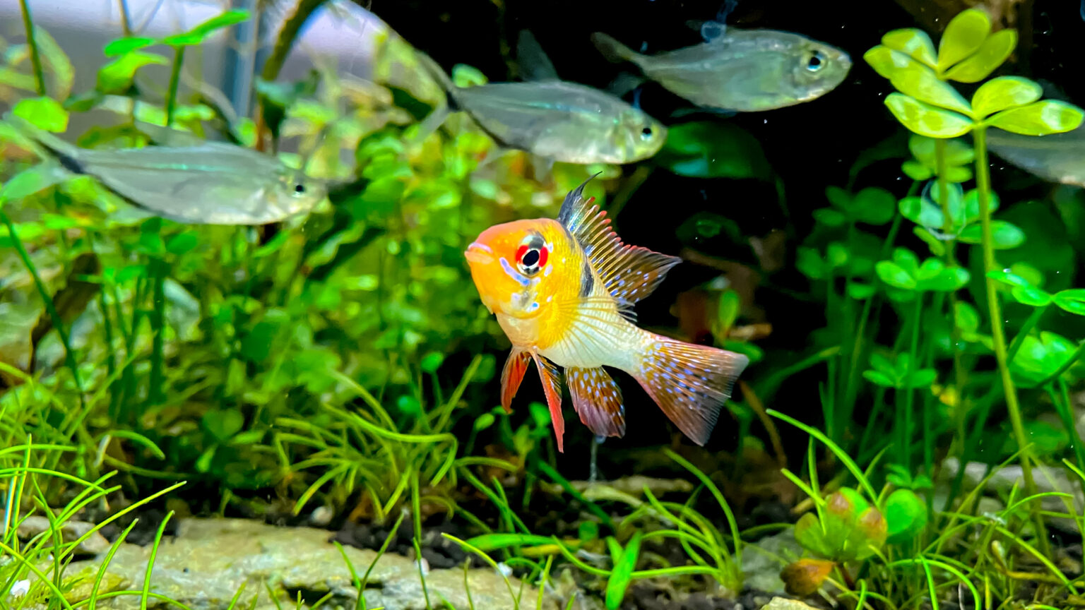Choosing the Perfect Centerpiece Fish for Your Community Tank: A ...