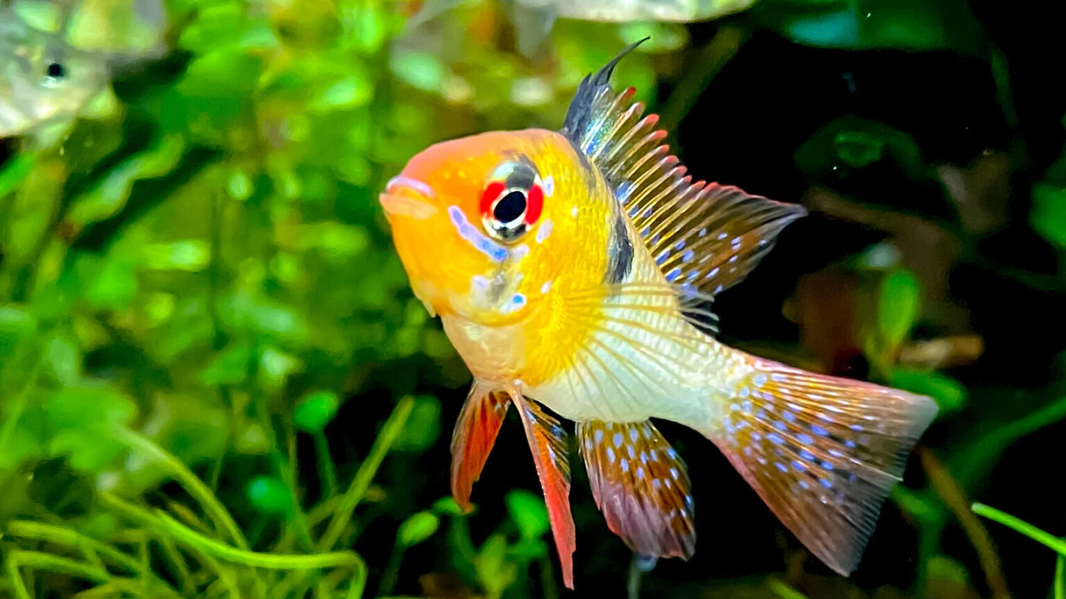 Ultimate Guide to the Best 20 Gallon Fish Tank: Top Centerpiece Fish ...