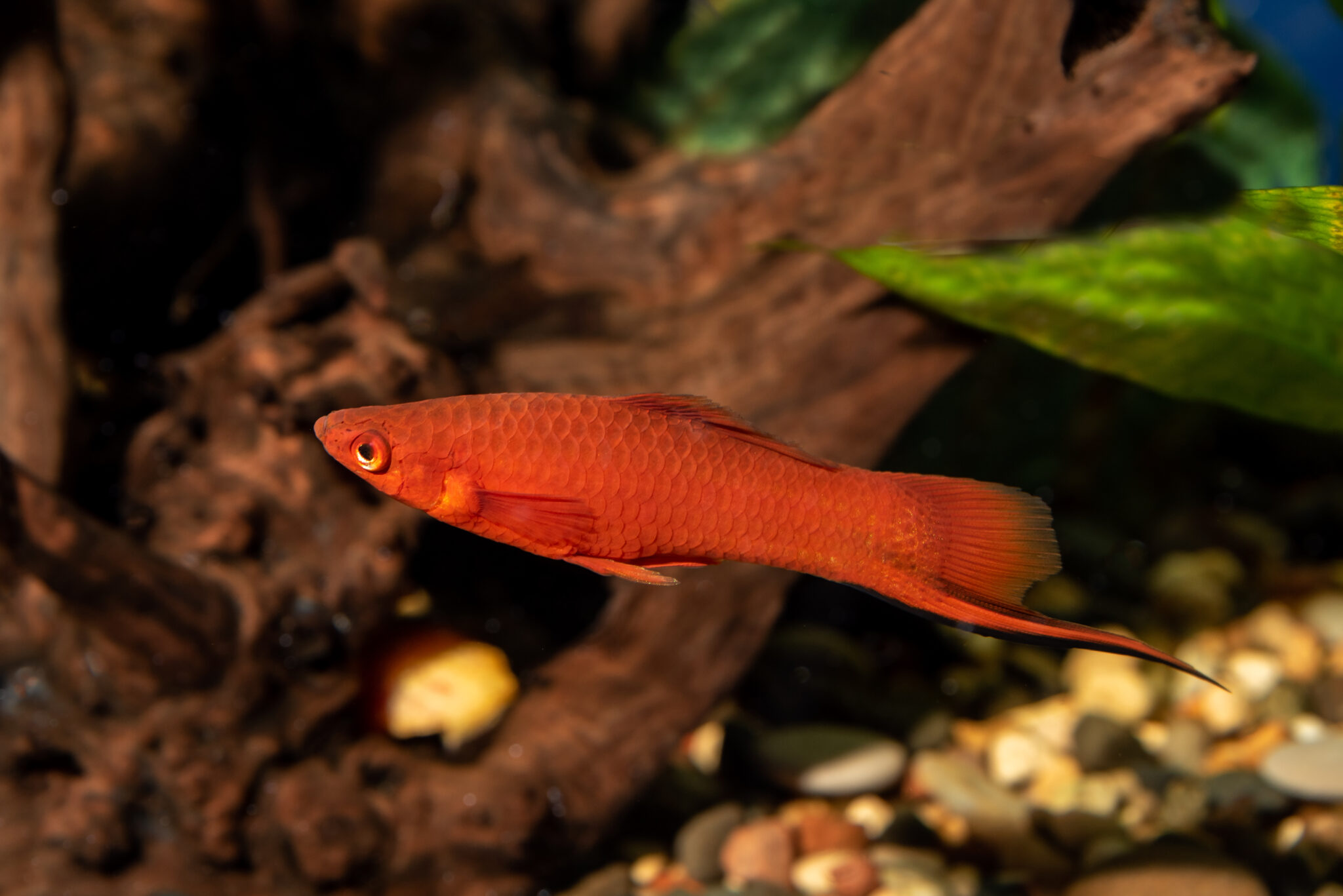 10 Low Maintenance Fish: The Easiest Fish to Care for in Your Aquarium ...