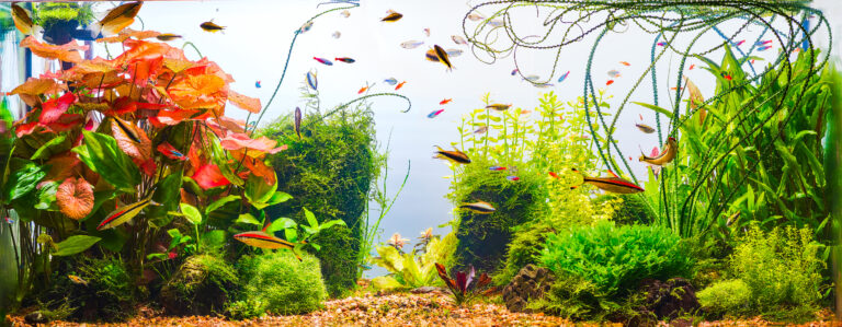 Choosing the Perfect Centerpiece Fish for Your Community Tank: A ...
