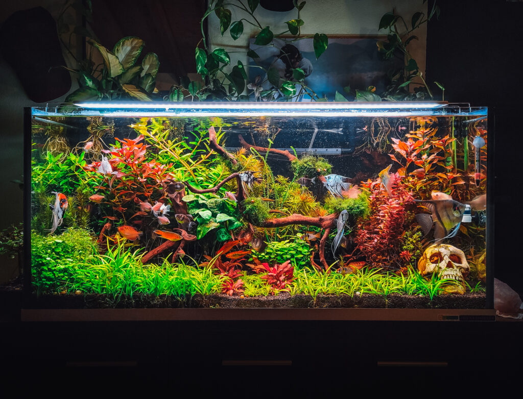 Ultimate Guide to the Best 20 Gallon Fish Tank: Top Centerpiece Fish ...