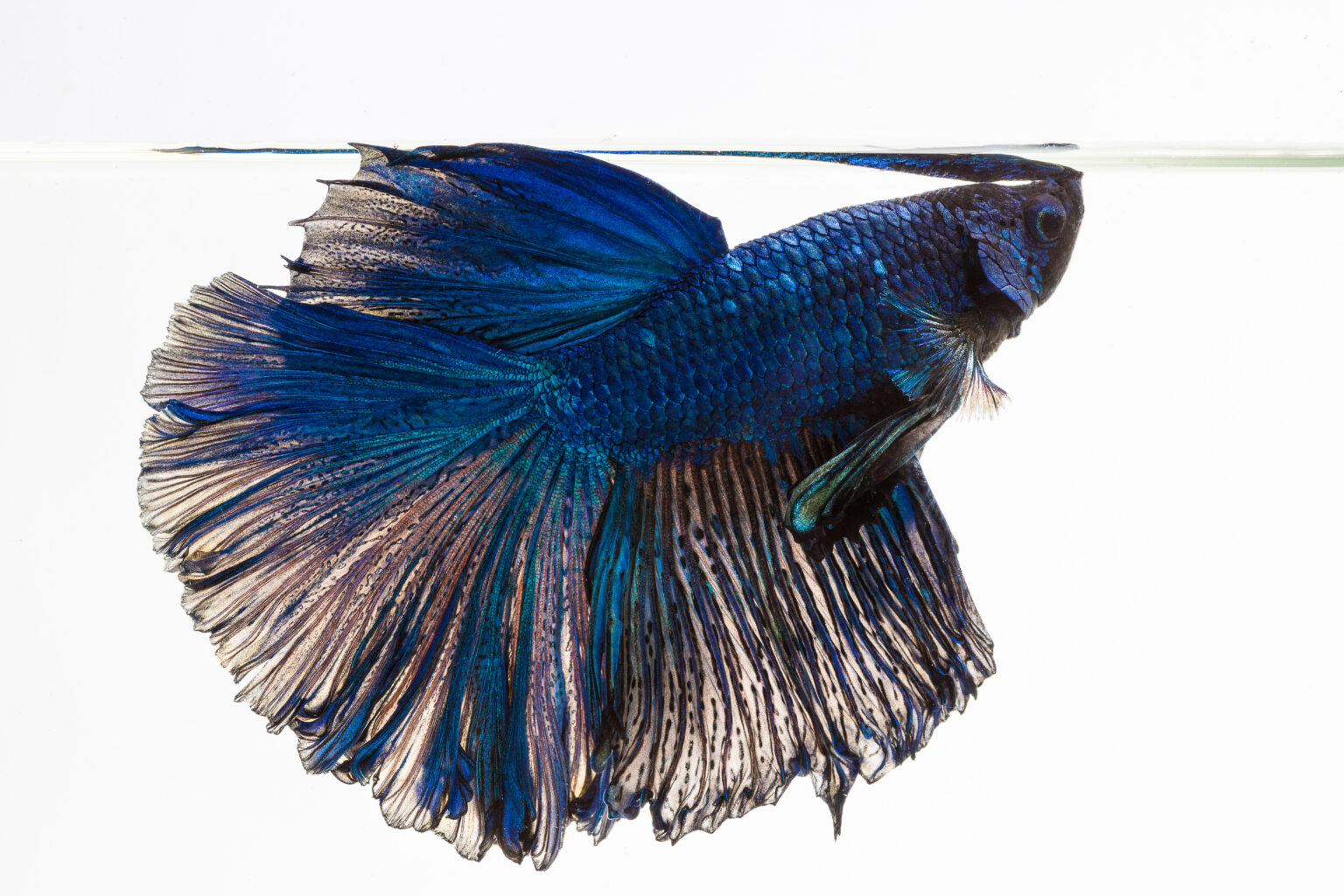Choosing the Perfect Centerpiece Fish for Your Community Tank: A ...