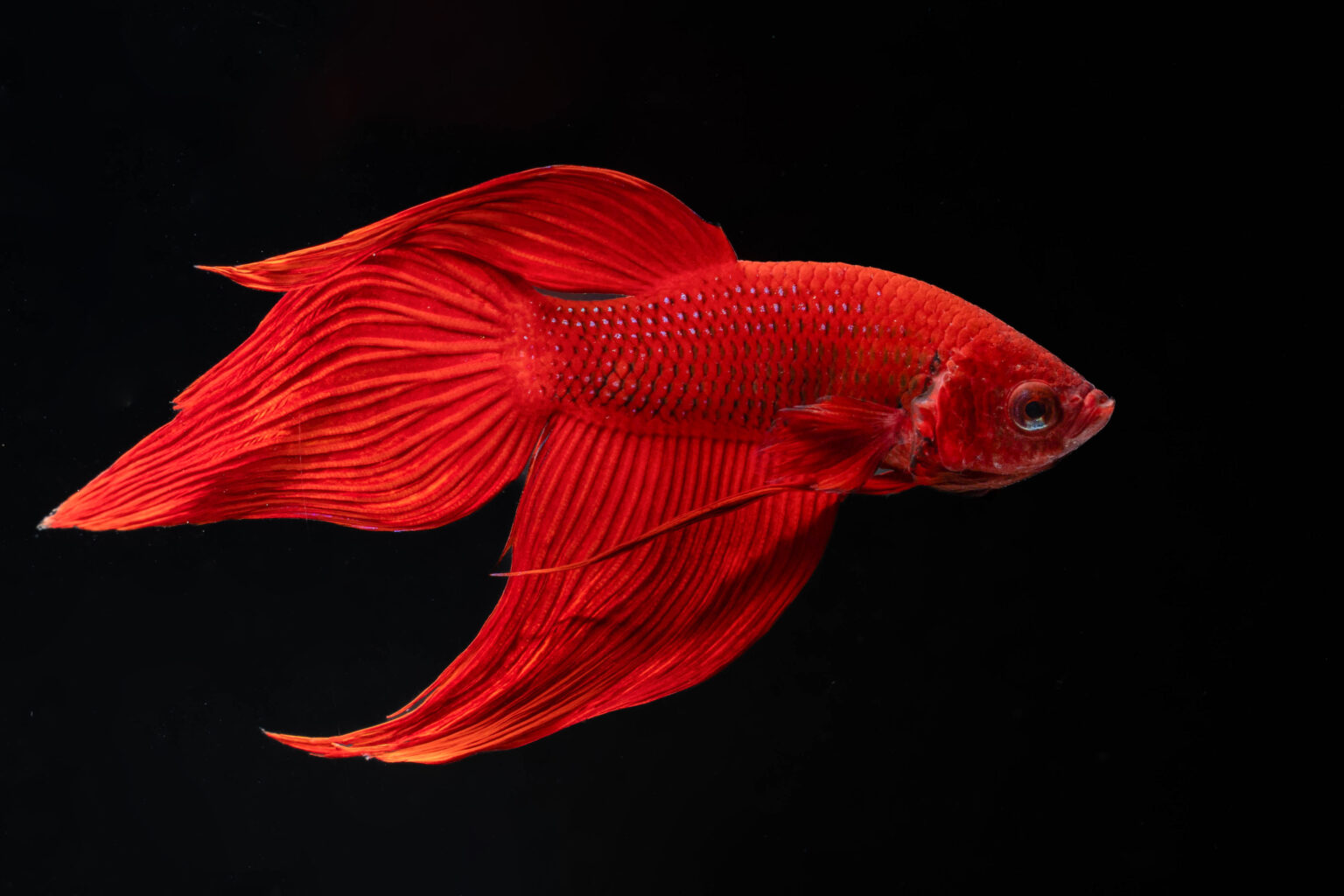 Ideal Community Fish for 10 Gallon Tank: Centerpiece Fish ...